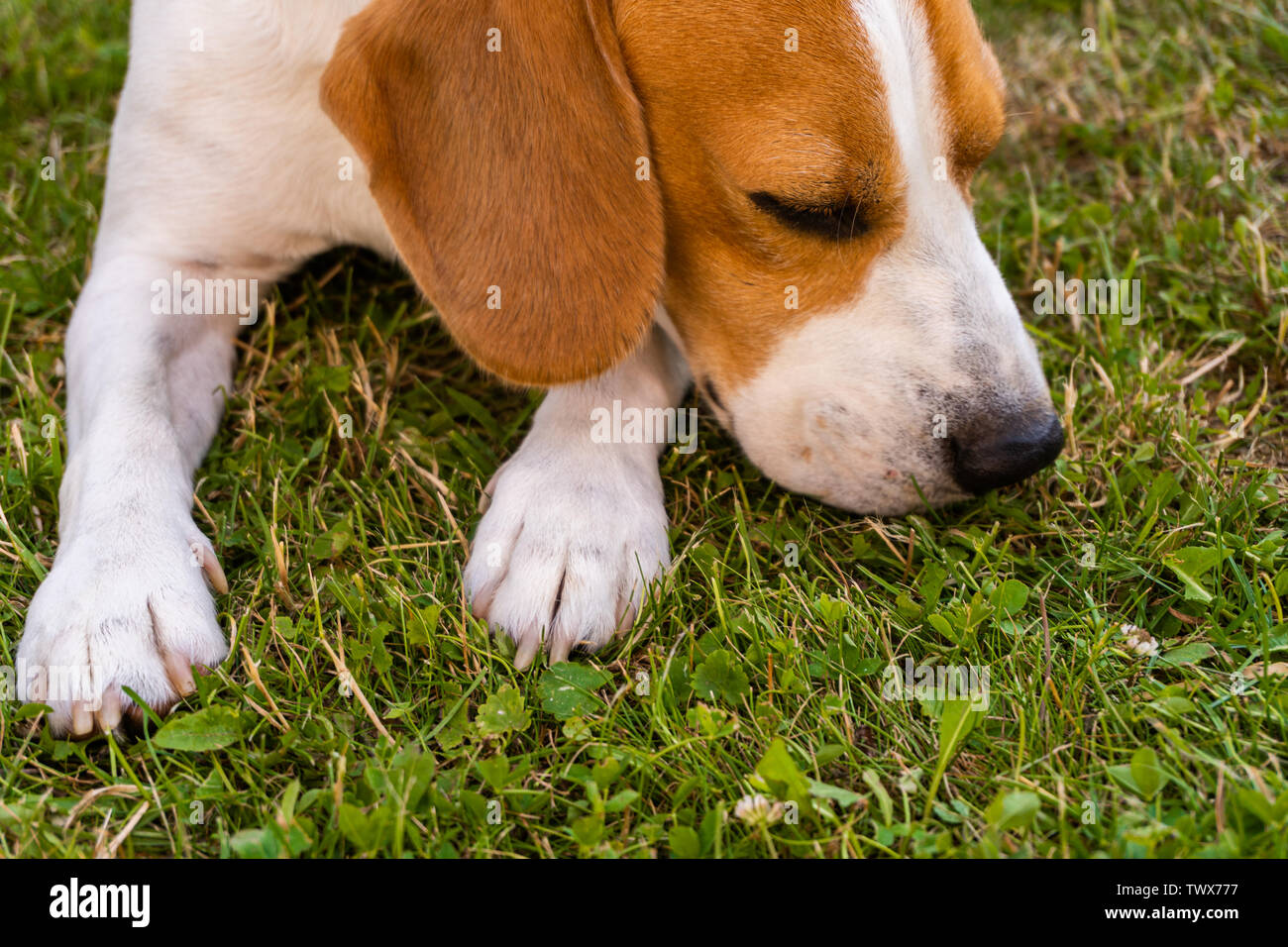 Dog on the green grass, resting outdoors. Background Stock Photo - Alamy