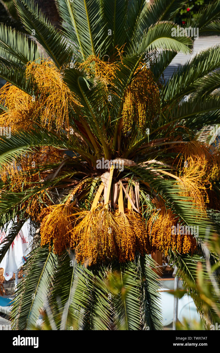 Funchal spring flora, Madeira, Portugal, European Union Stock Photo - Alamy