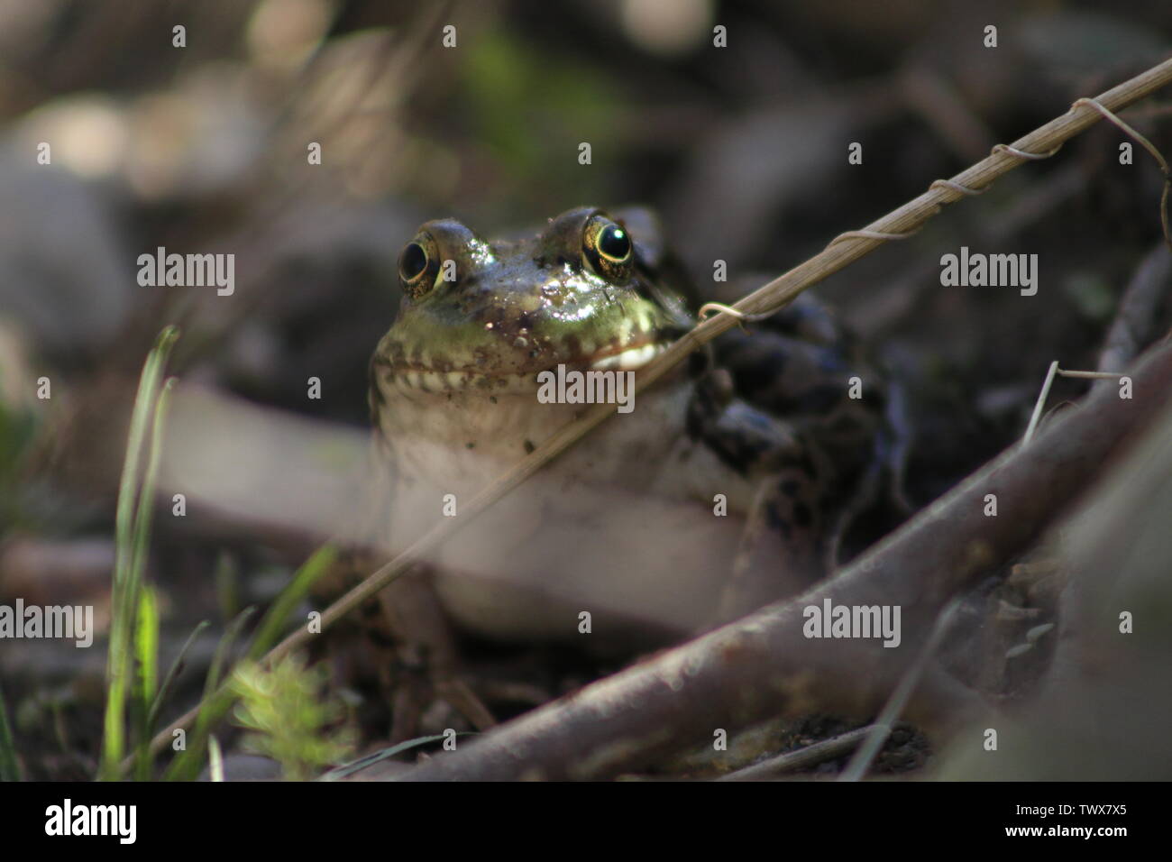 Canadian herpetology hi-res stock photography and images - Alamy