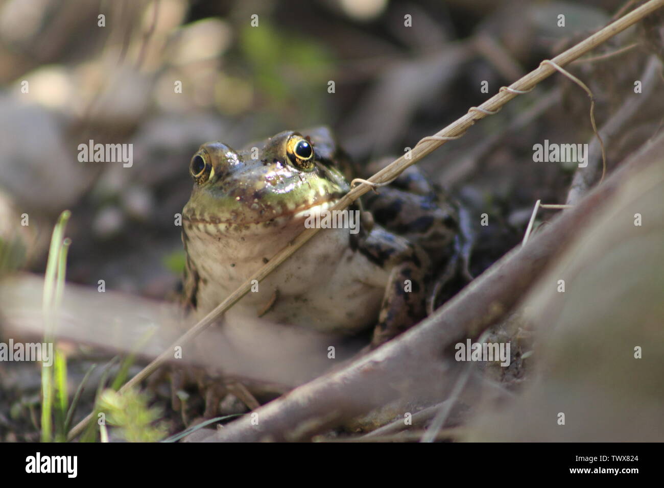 A green frog rests on a log basking in the afternoon sun. Also known as ...