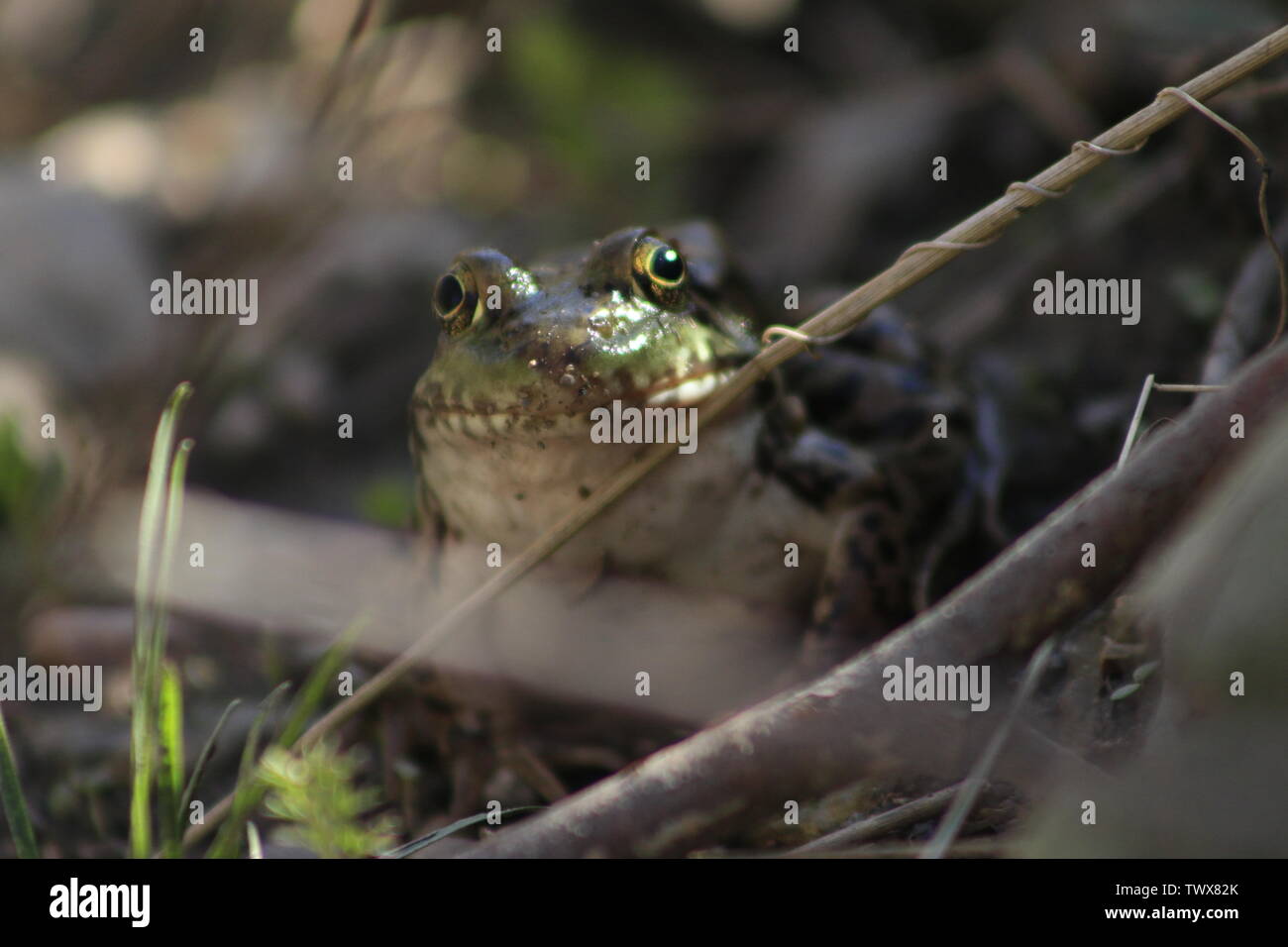A green frog rests on a log basking in the afternoon sun. Also known as ...
