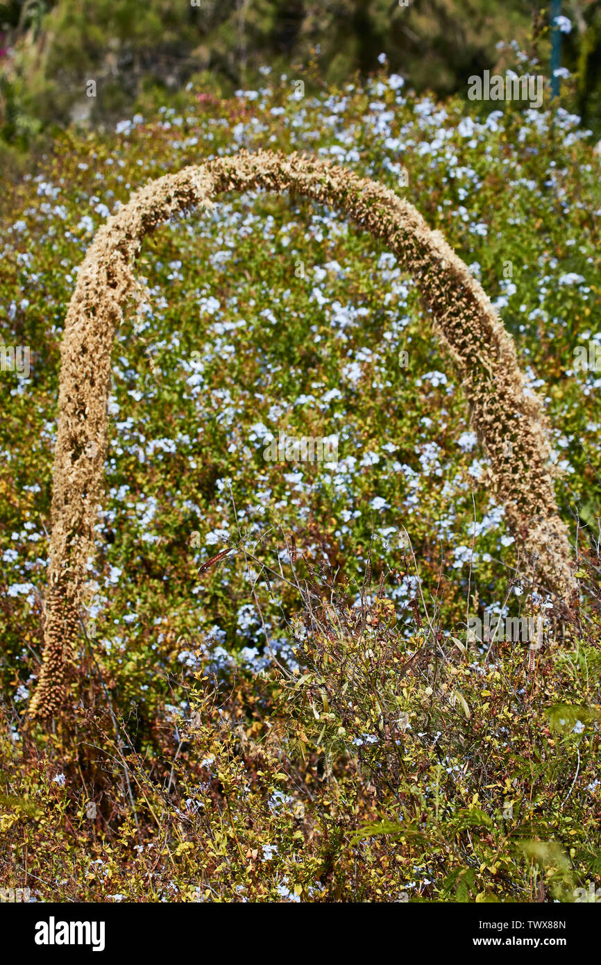 Funchal spring flora, Madeira, Portugal, European Union Stock Photo - Alamy