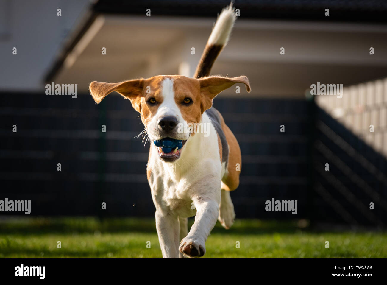 Dog Beagle with long floppy ears on a green meadow during spring ...