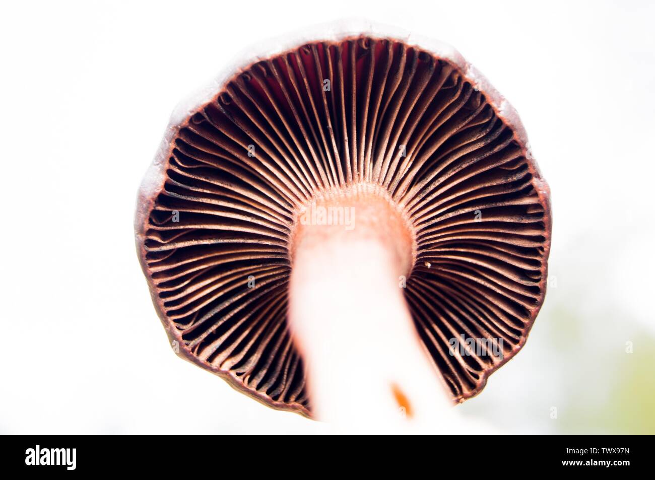 Gills and cap hi-res stock photography and images - Alamy