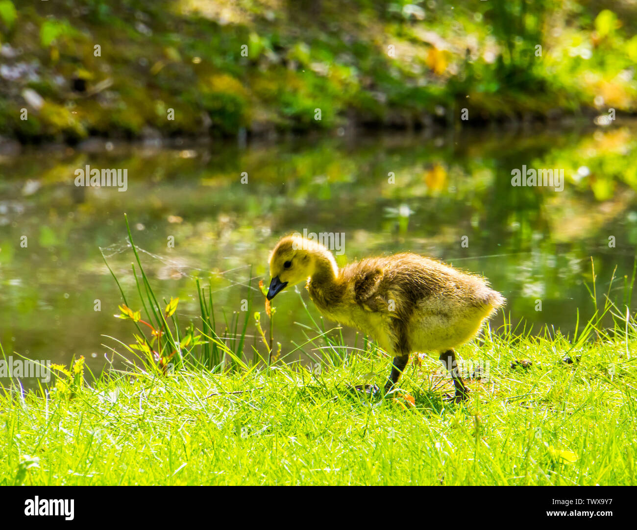 Juvenile duck hi-res stock photography and images - Alamy