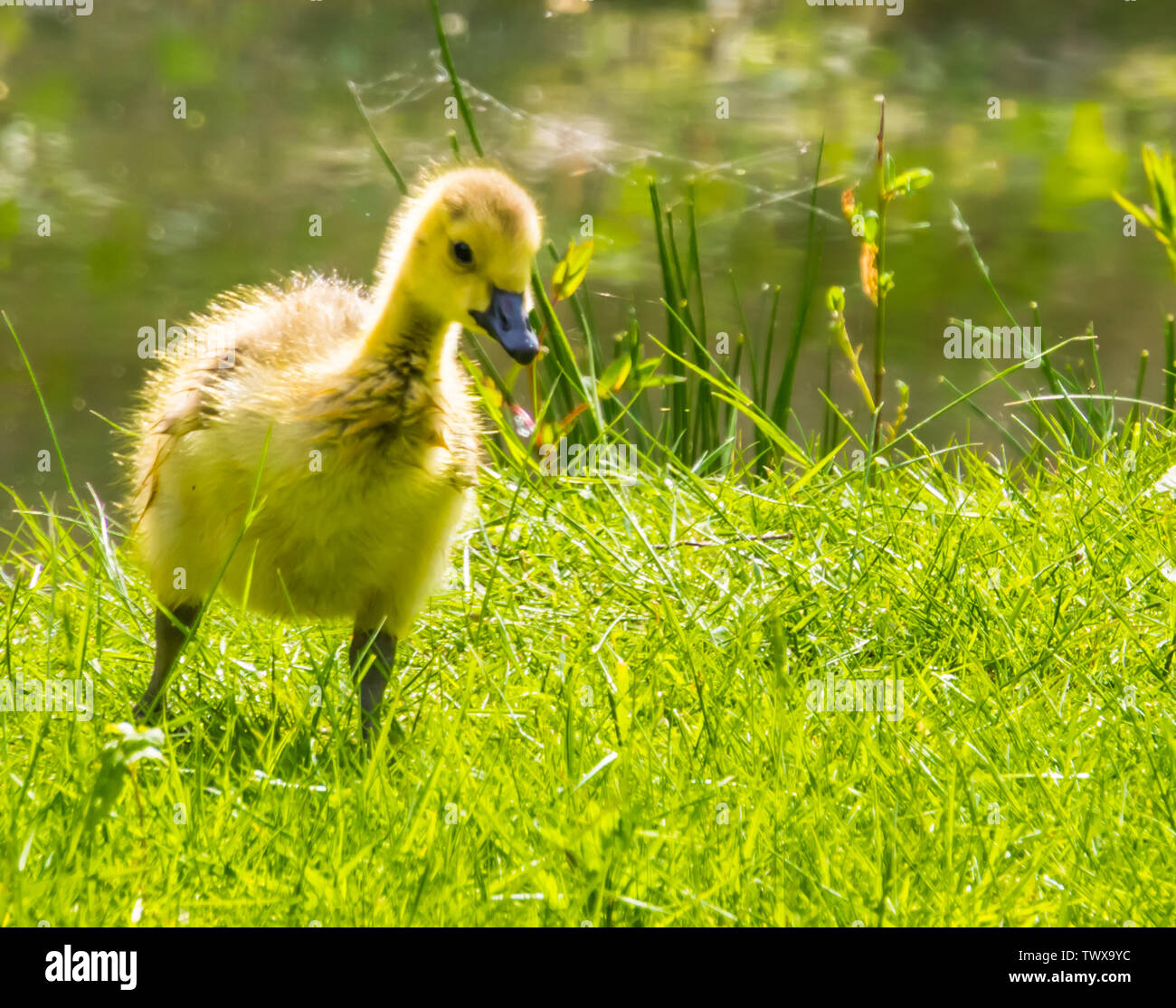 Juvenile duck hi-res stock photography and images - Alamy