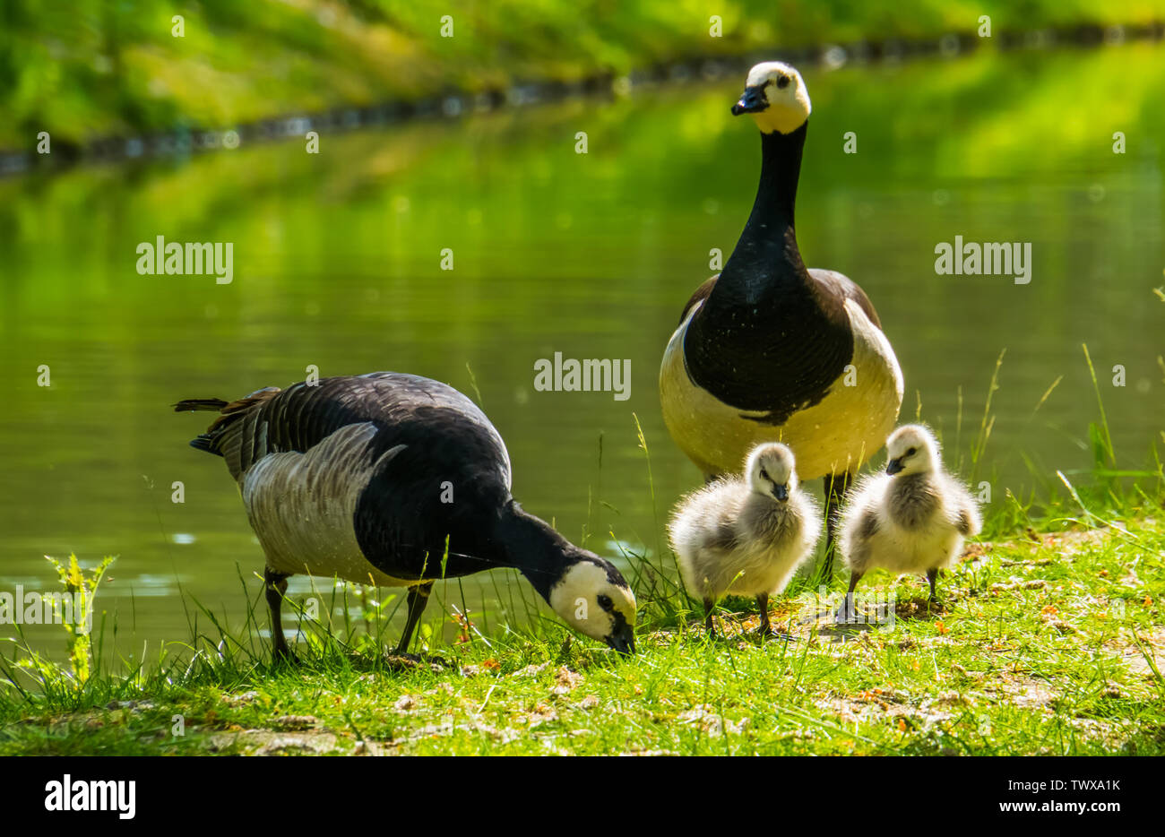 adorable family portrait of cackling geese together at the water side ...