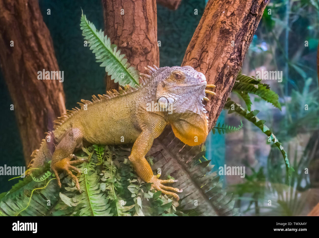 American green iguana sitting in a tree in closeup, tropical lizard ...
