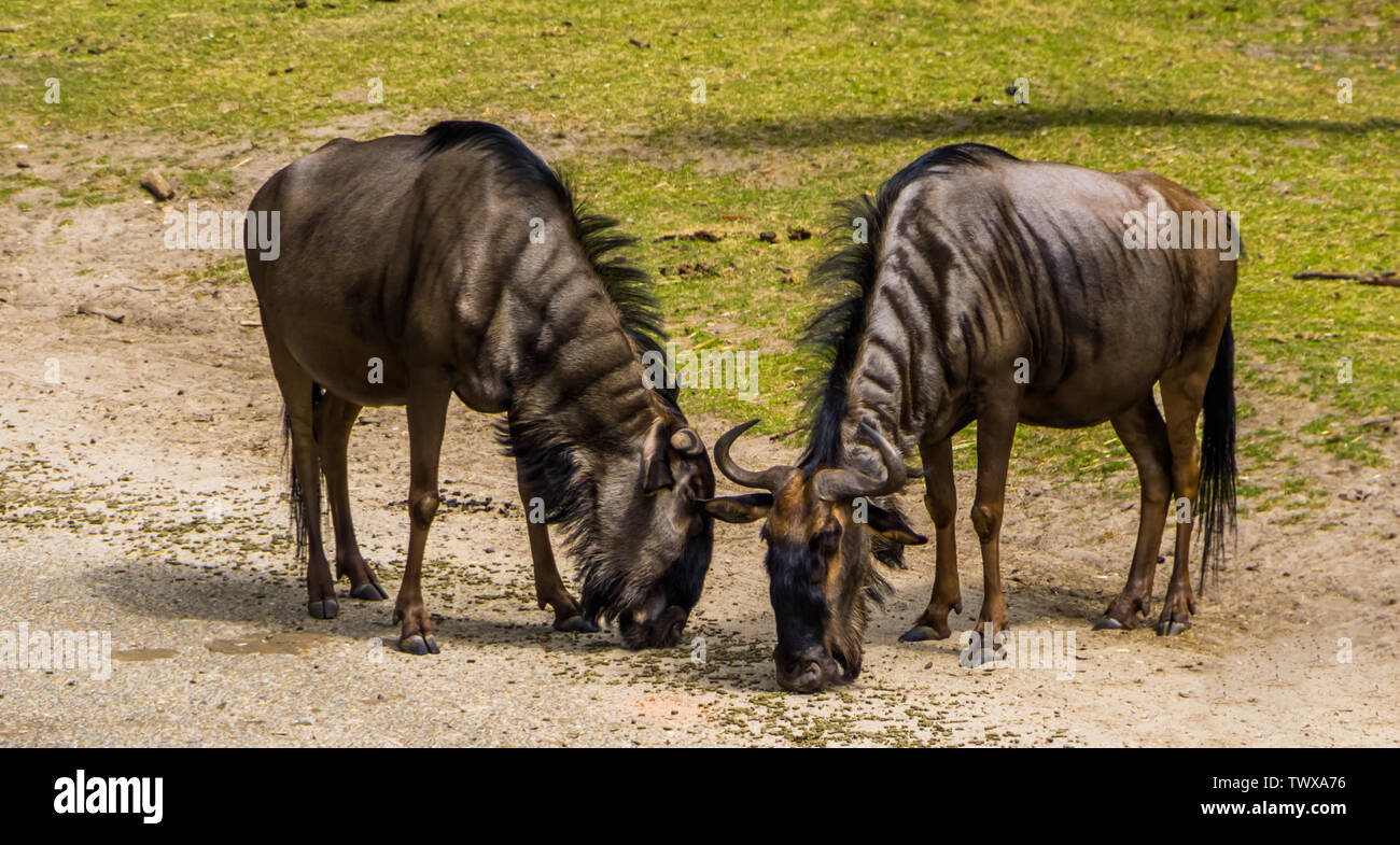 couple of blue wildebeest grazing together, common antelope specie from ...