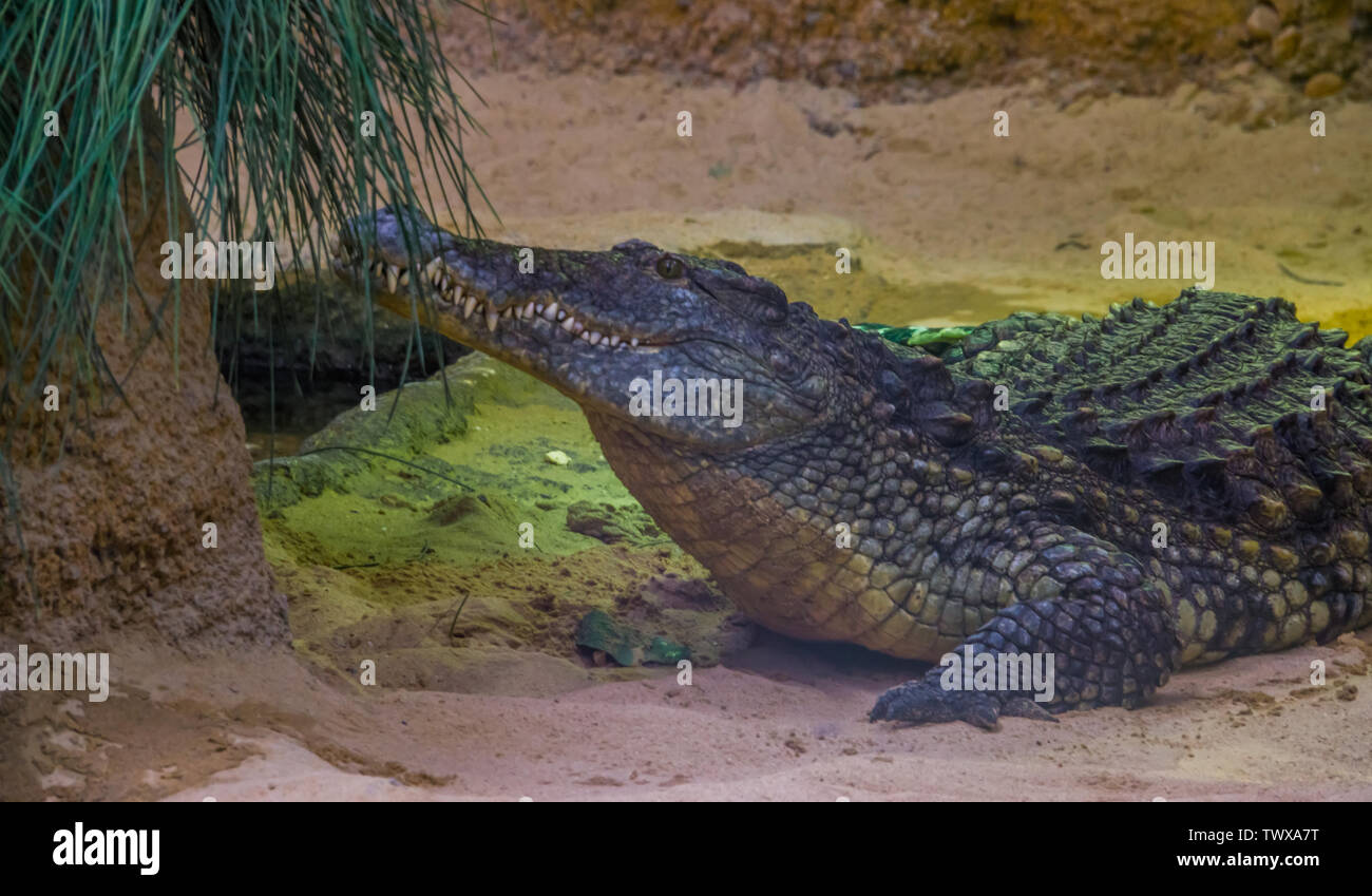 Desert crocodile africa hi-res stock photography and images - Alamy