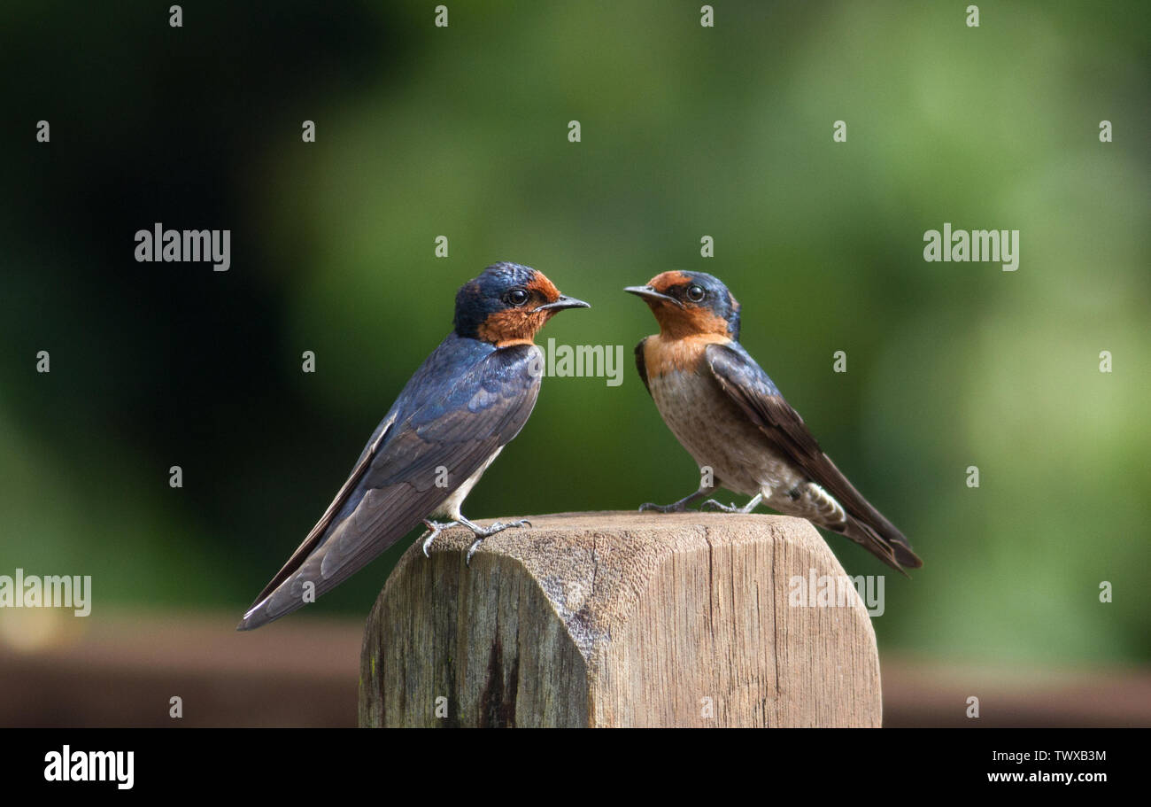 Barn swallow flock hi-res stock photography and images - Alamy