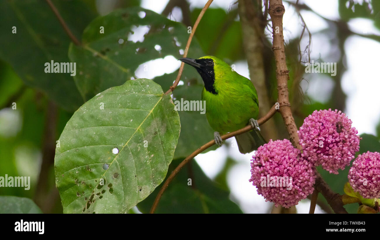 Greater green leafbird feeding in the tree Stock Photo - Alamy