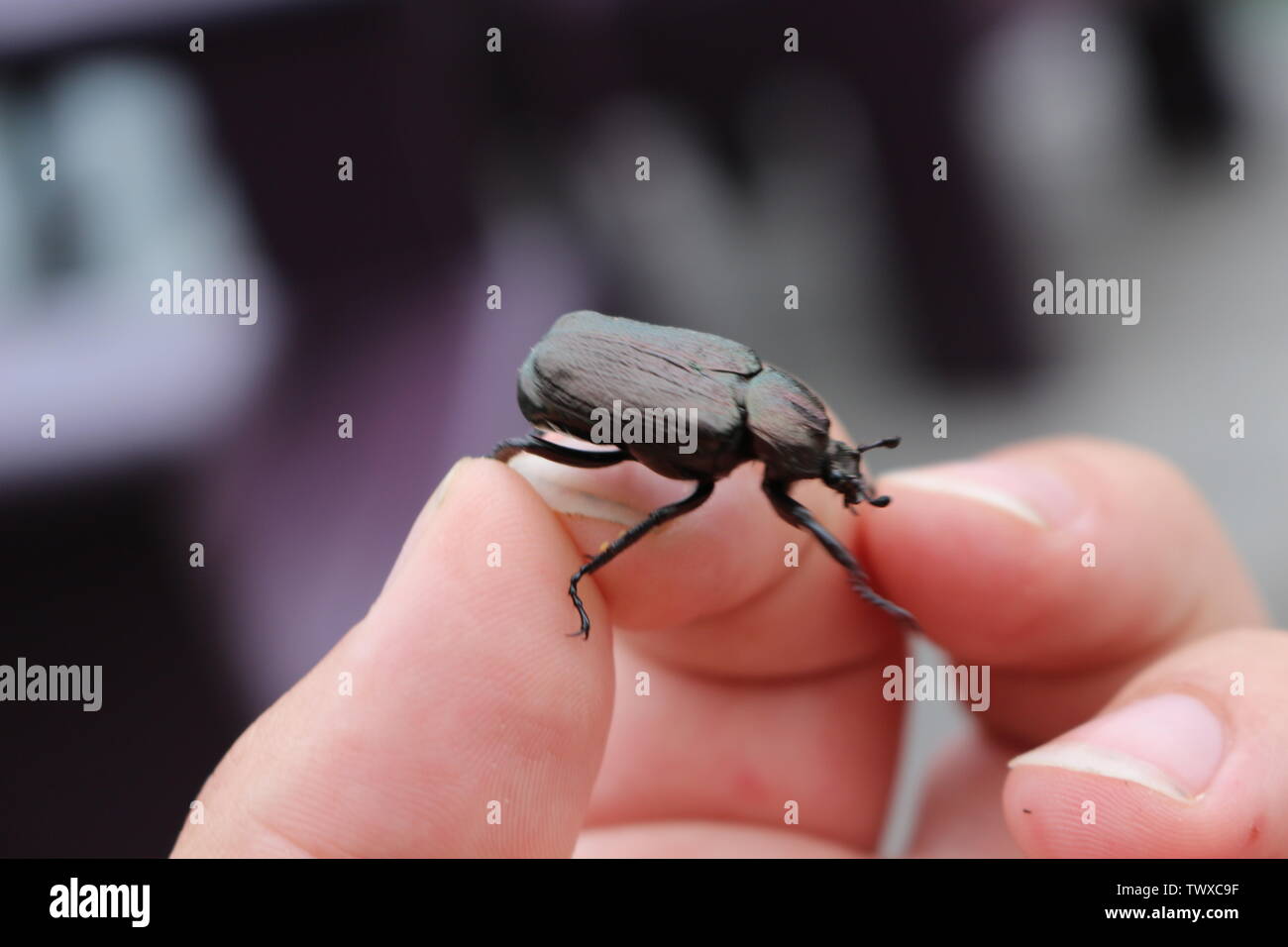 Bug beetle in the hand holding bugs Stock Photo - Alamy