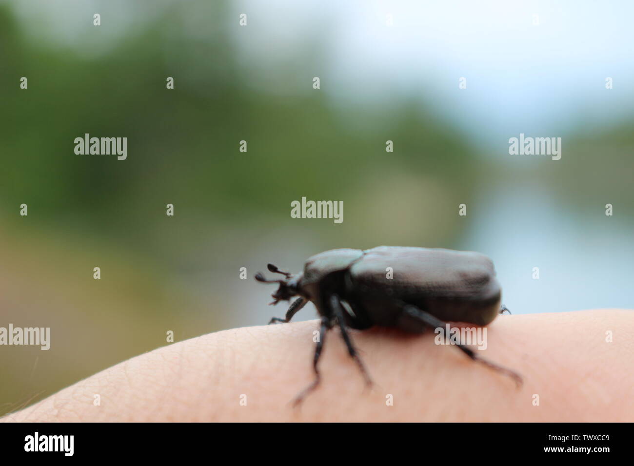 Bug beetle in the hand holding bugs Stock Photo - Alamy