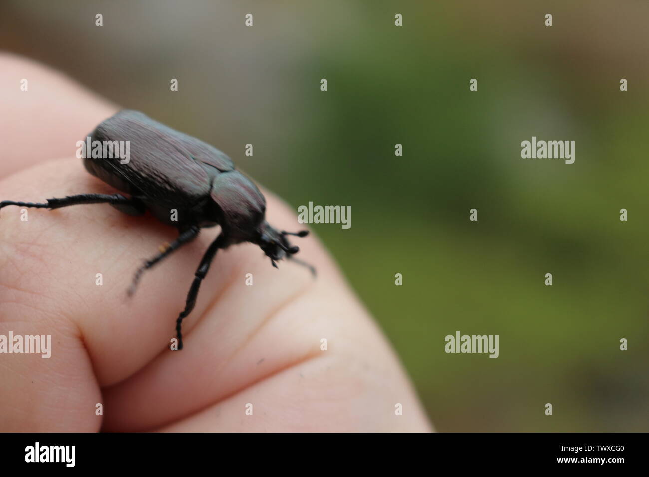 Bug beetle in the hand holding bugs Stock Photo - Alamy