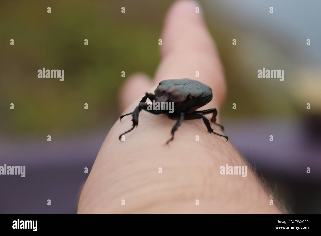 Bug beetle in the hand holding bugs Stock Photo - Alamy