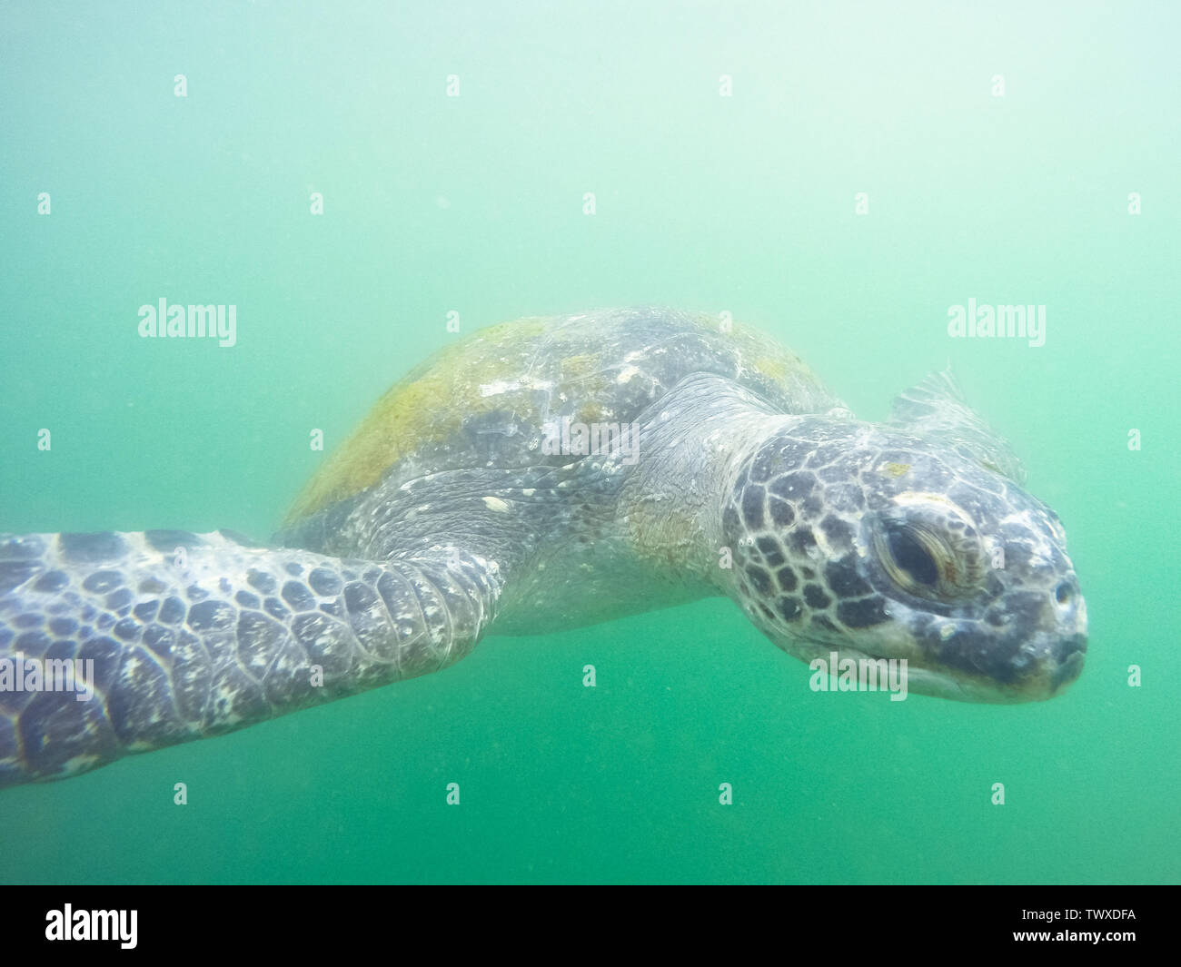 Great barrier reef underwater turtle hi-res stock photography and ...