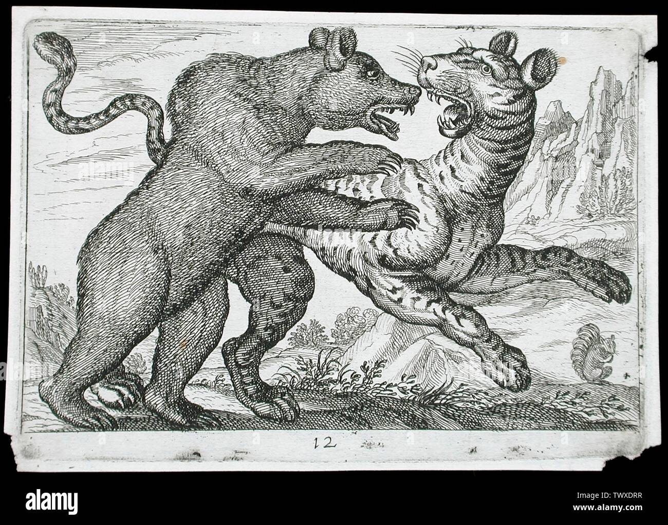 Tiger fighting bear hi-res stock photography and images - Alamy