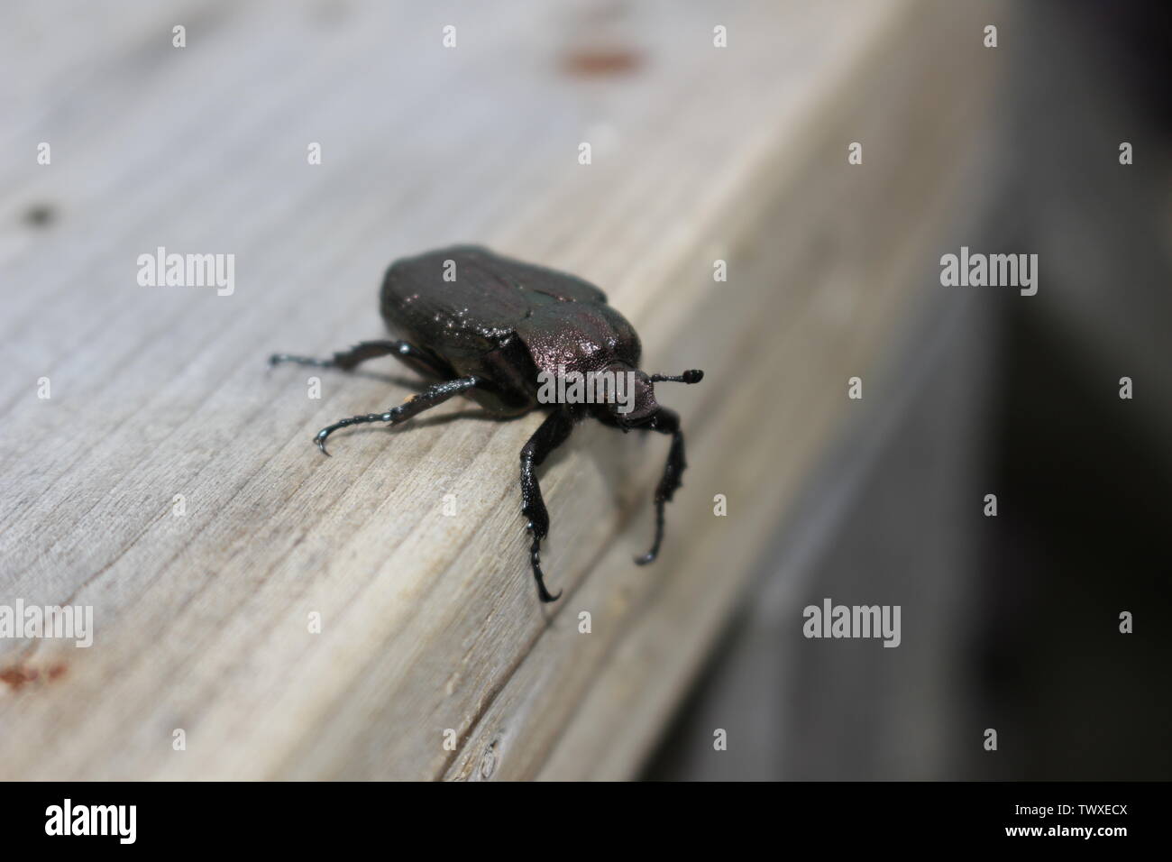 Dead Black Beetle Close Up On White Background Stock Photo - Alamy