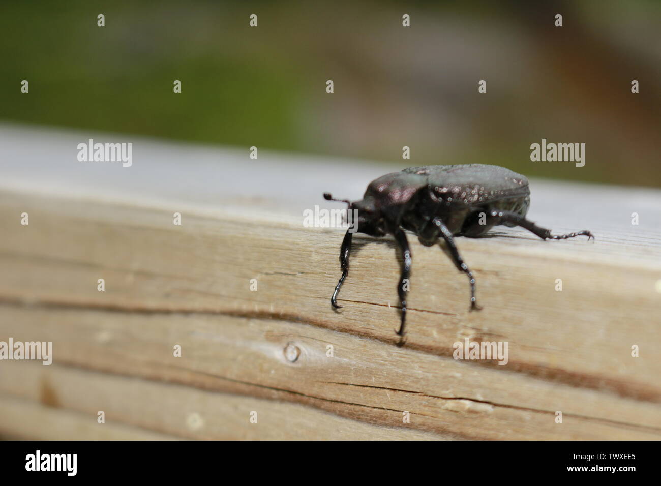Dead Black Beetle Close Up On White Background Stock Photo - Alamy