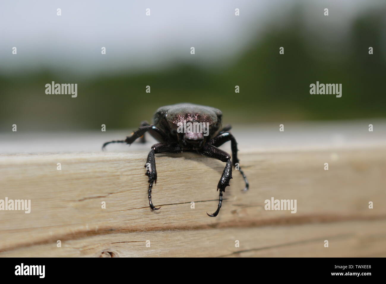 Dead Black Beetle Close Up On White Background Stock Photo - Alamy