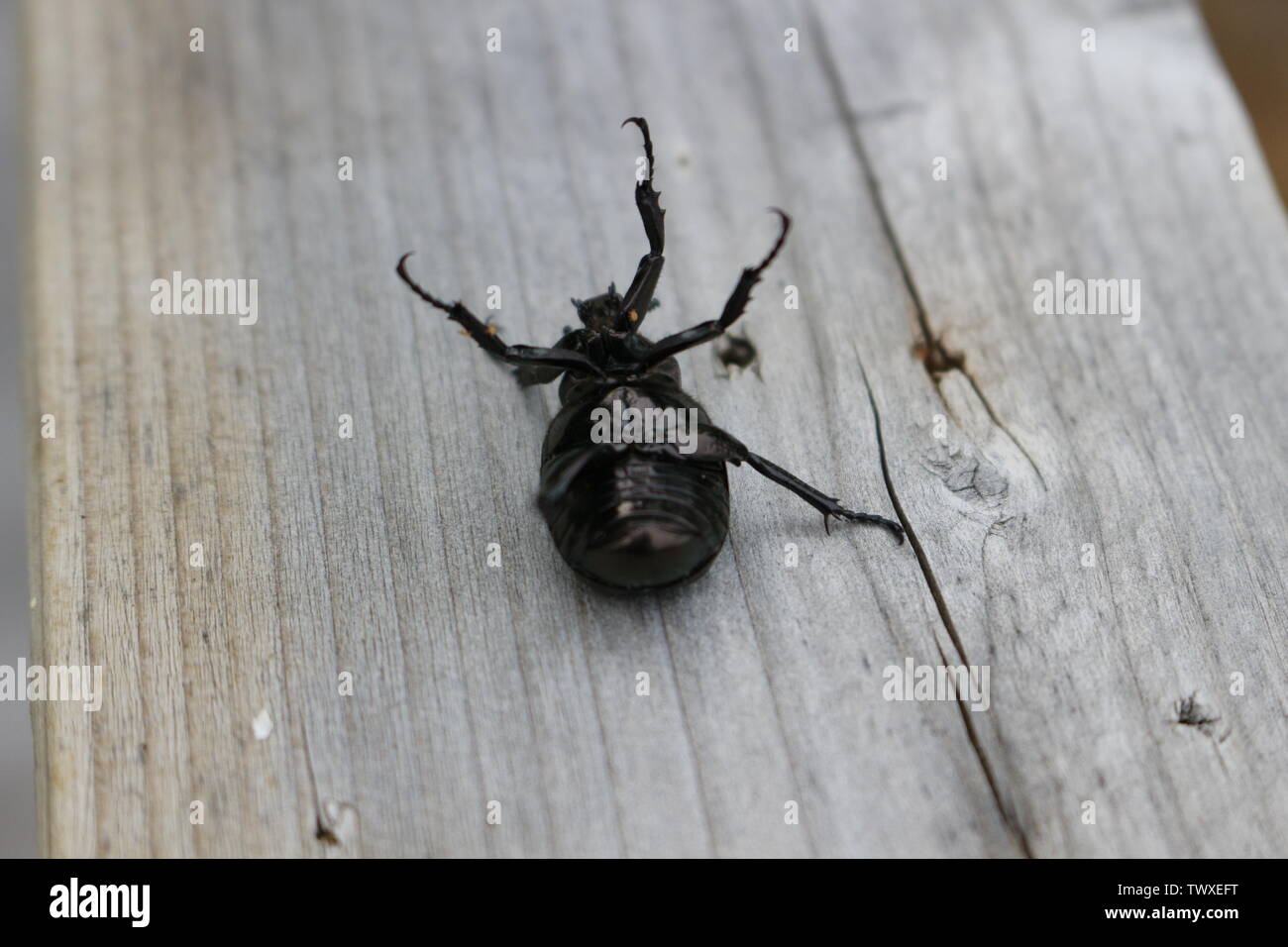 Dead Black Beetle Close Up On White Background Stock Photo - Alamy
