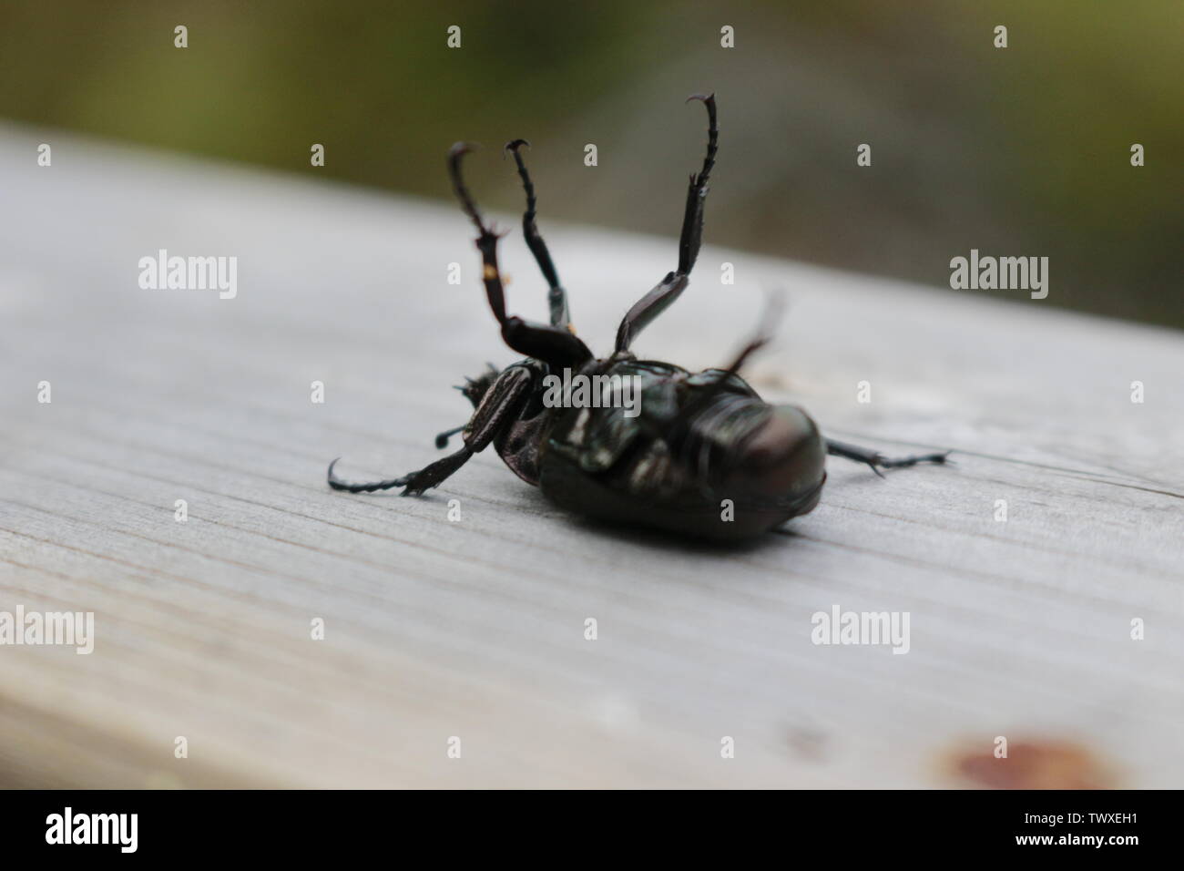 Dead Black Beetle Close Up On White Background Stock Photo - Alamy