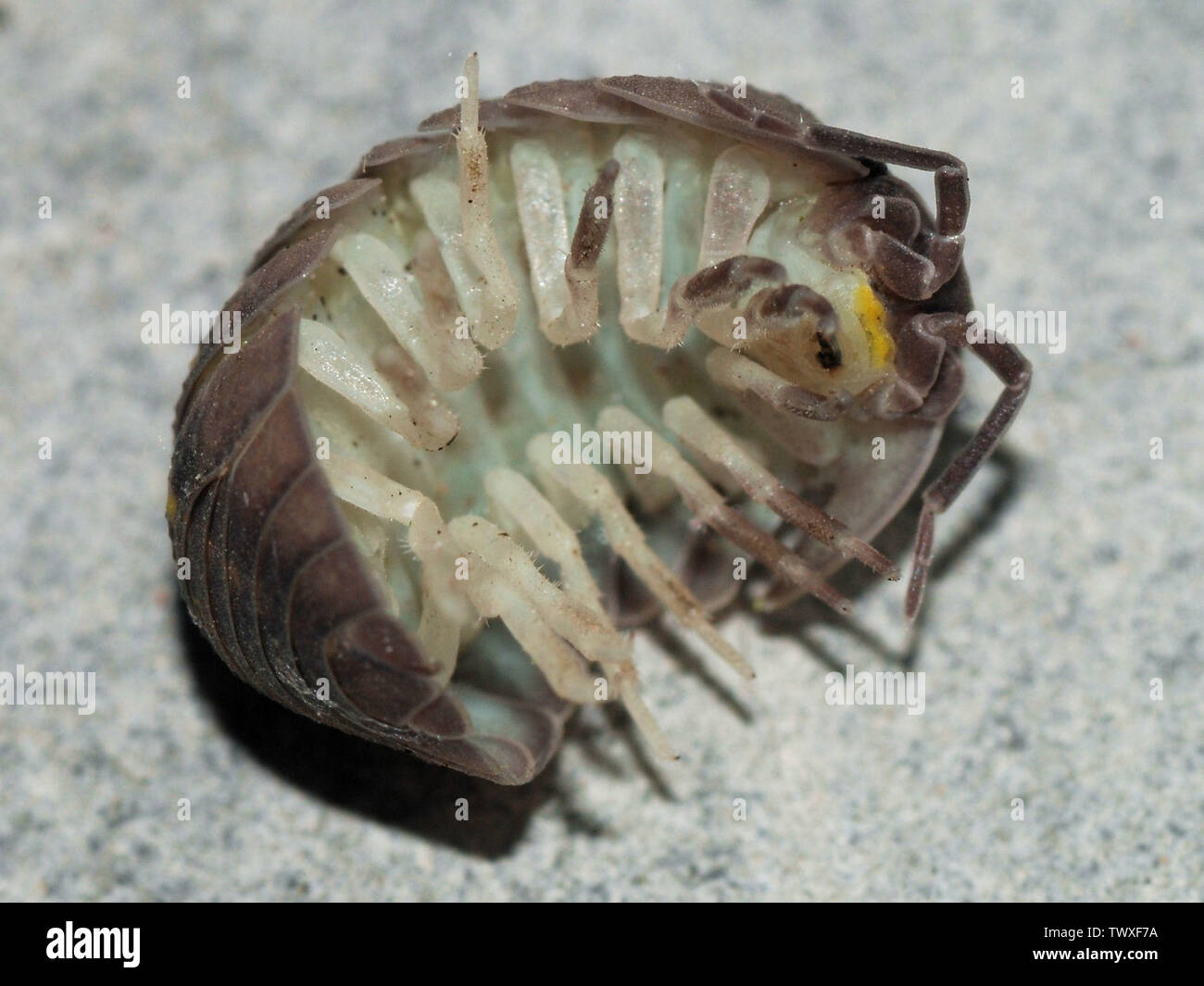 Oniscides hi-res stock photography and images - Alamy
