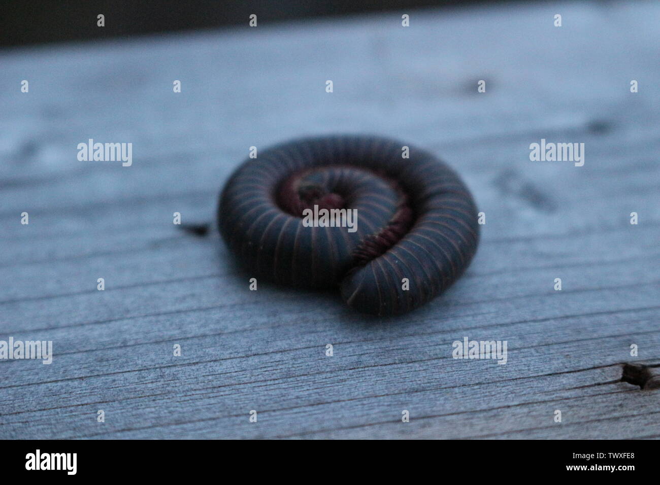 Curled Worm High Resolution Stock Photography and Images - Alamy