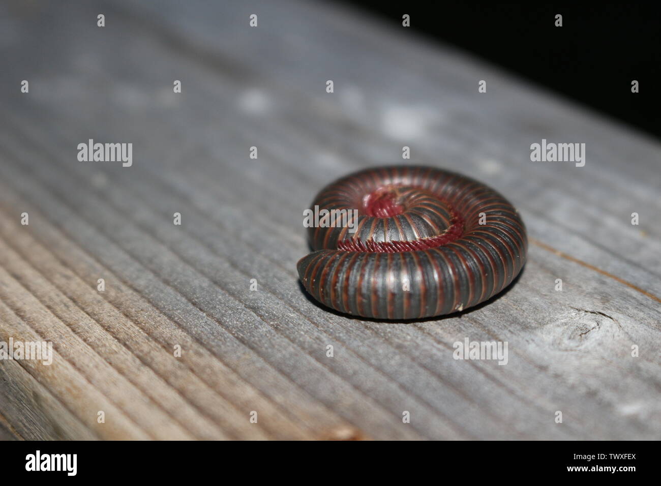 An American giant millipede curled up in a defensive posture on a ...