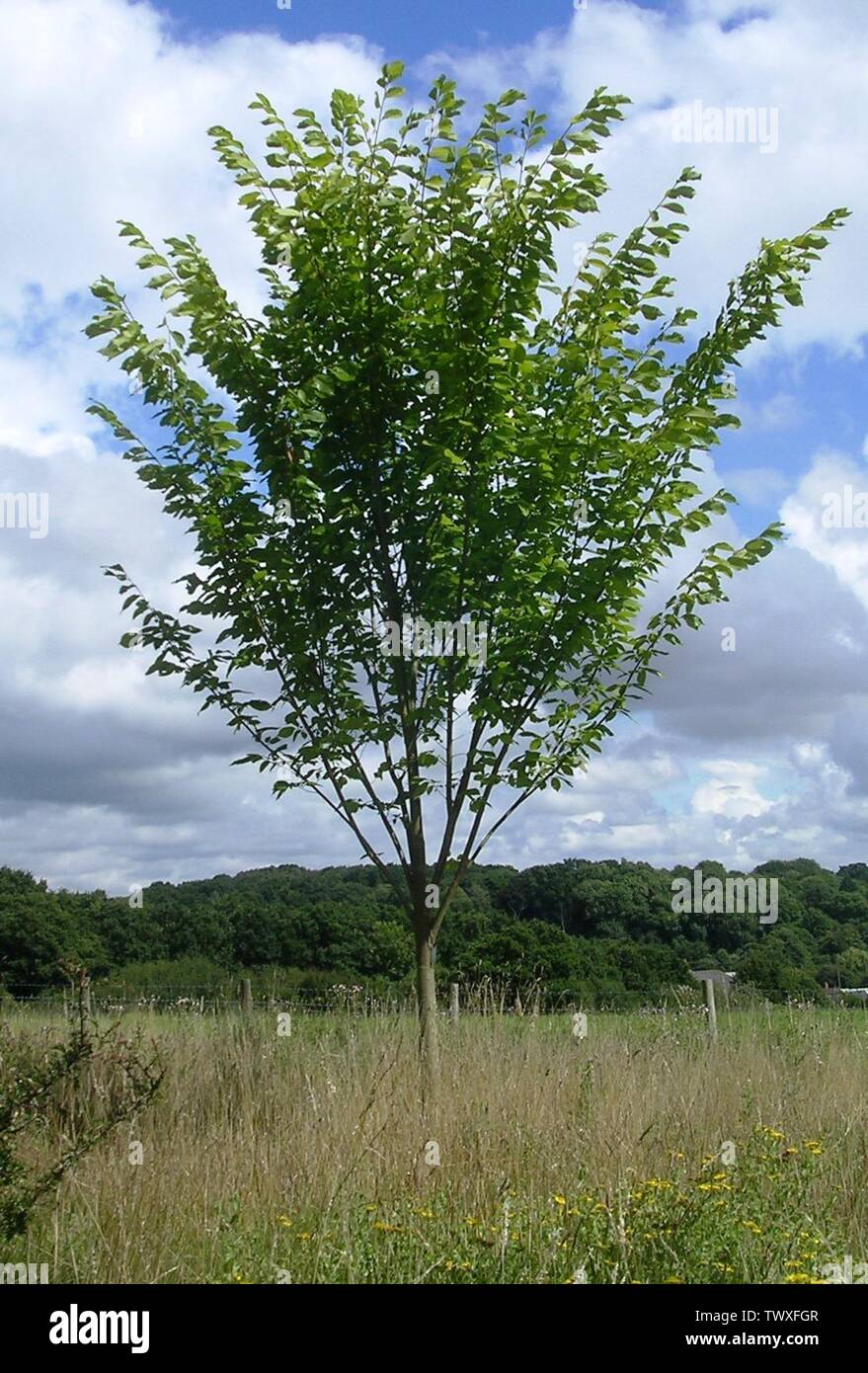 Princeton elm hi-res stock photography and images - Alamy