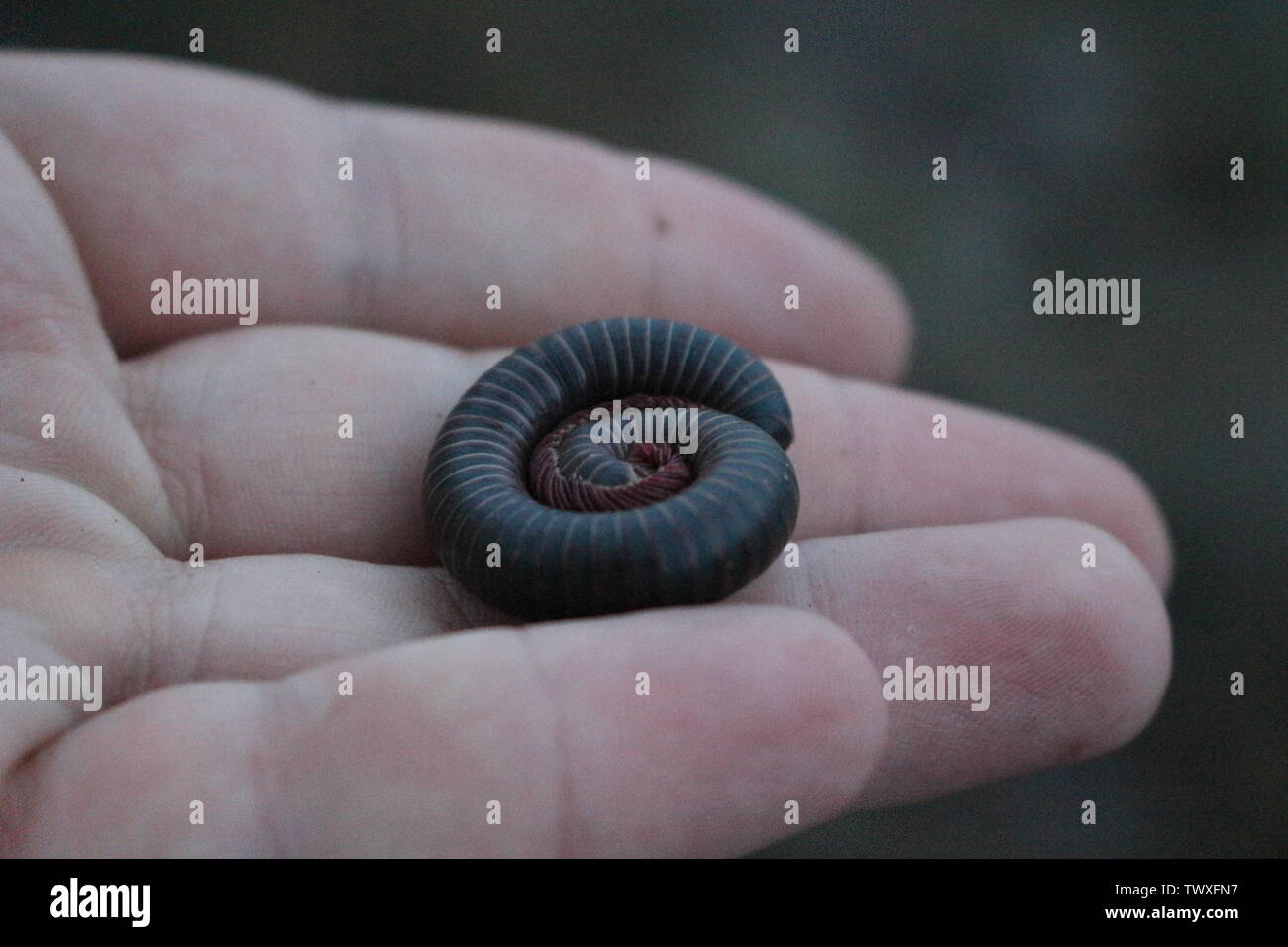 An American giant millipede curled up in a defensive posture on a ...