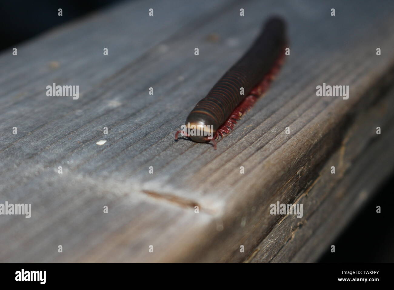 Curled Worm High Resolution Stock Photography and Images - Alamy