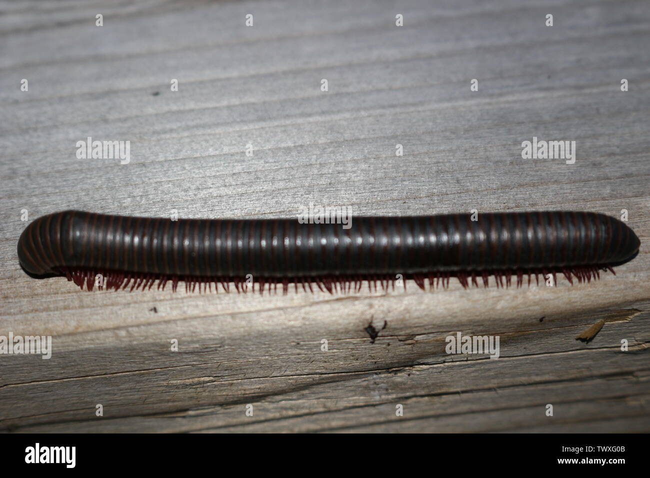 An American giant millipede curled up in a defensive posture on a ...