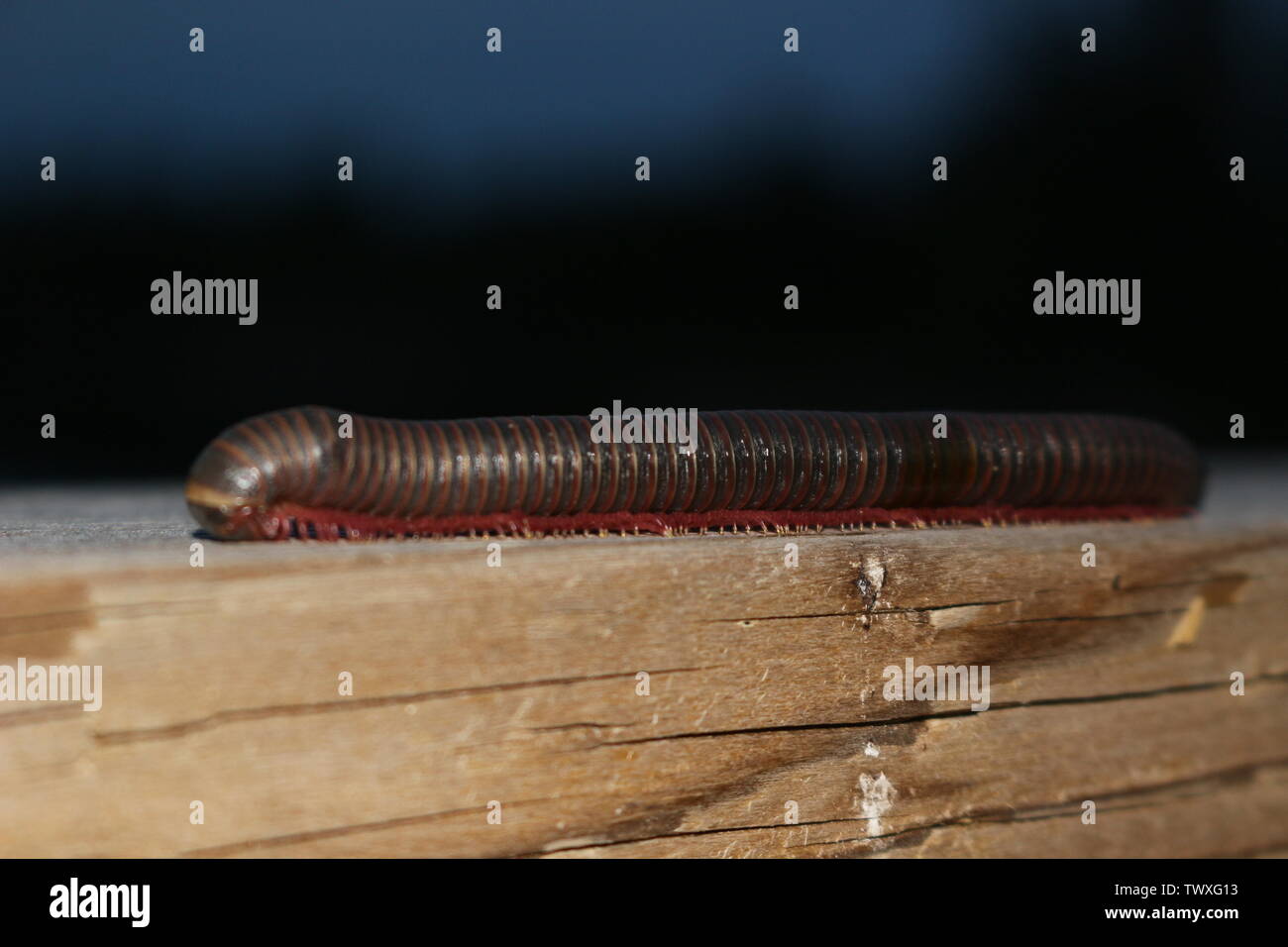 Curled Worm High Resolution Stock Photography and Images - Alamy