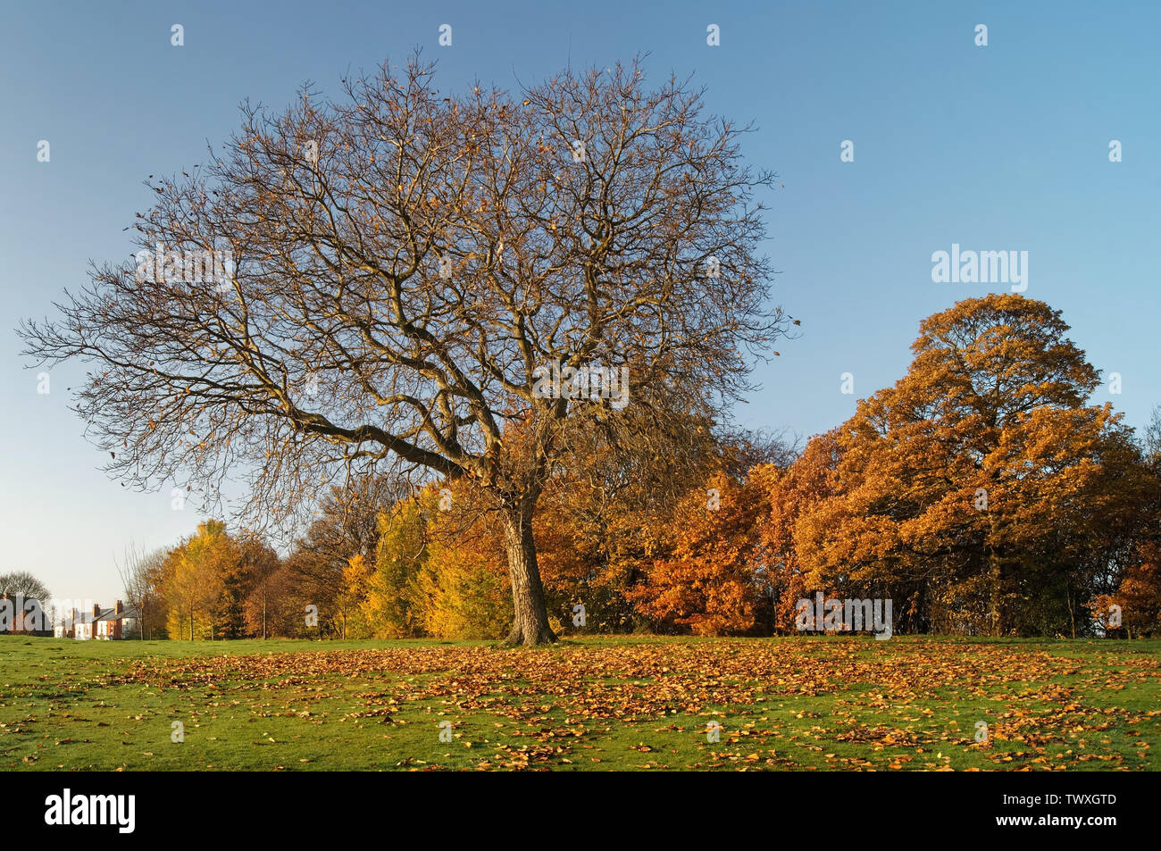 Firth park hi-res stock photography and images - Alamy