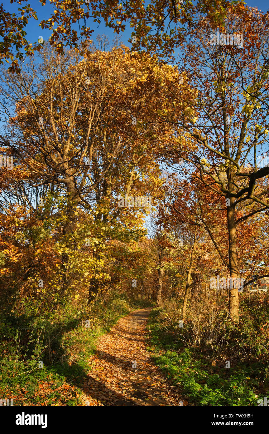 Hinde common wood hi-res stock photography and images - Alamy