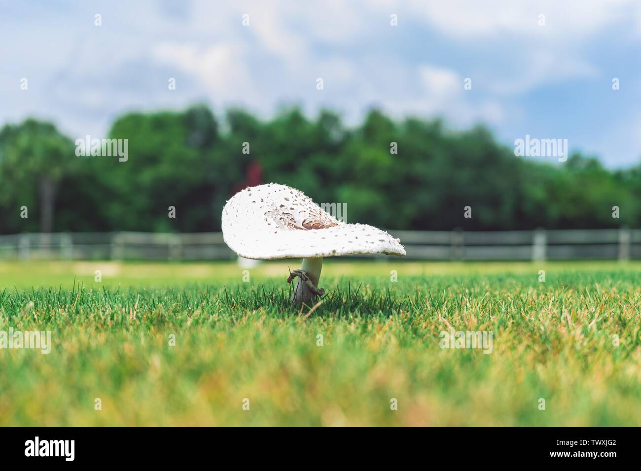 Mushroom Growning on a Lawn Stock Photo - Alamy Mushroom Growning on a Lawn Stock Photo - Alamy