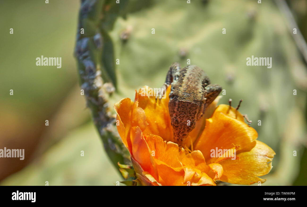 Madeiran wall lizard on cactus flower, Funchal, Madeira, Portugal ...