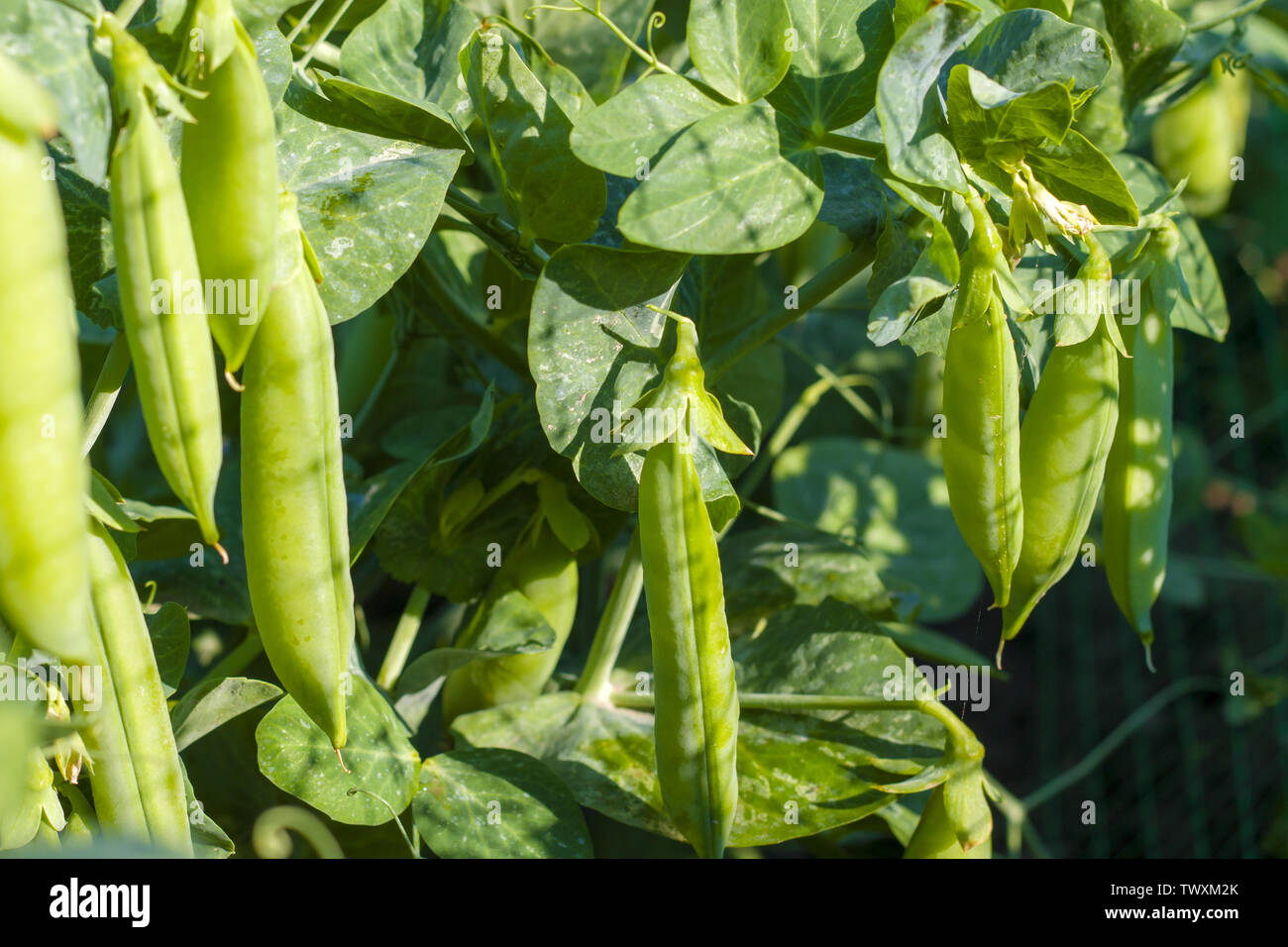 Green pea growing on grid field. Vegetable diet plant. Vegan food ...