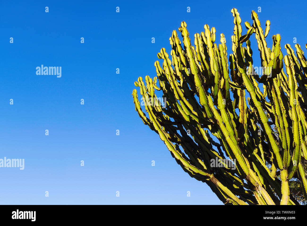 Very tall cactus hi-res stock photography and images - Alamy
