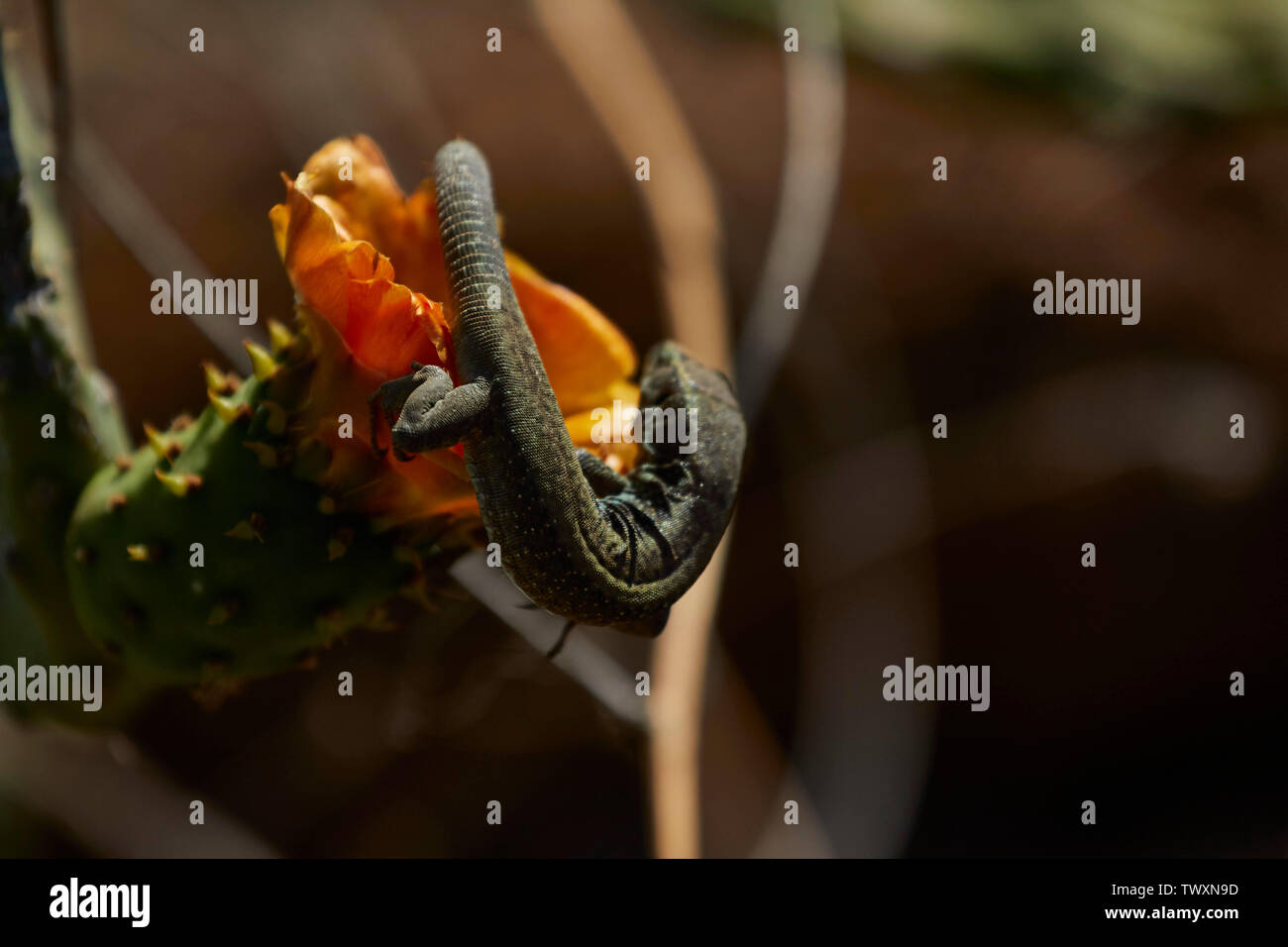 Madeiran wall lizard on cactus flower, Funchal, Madeira, Portugal ...
