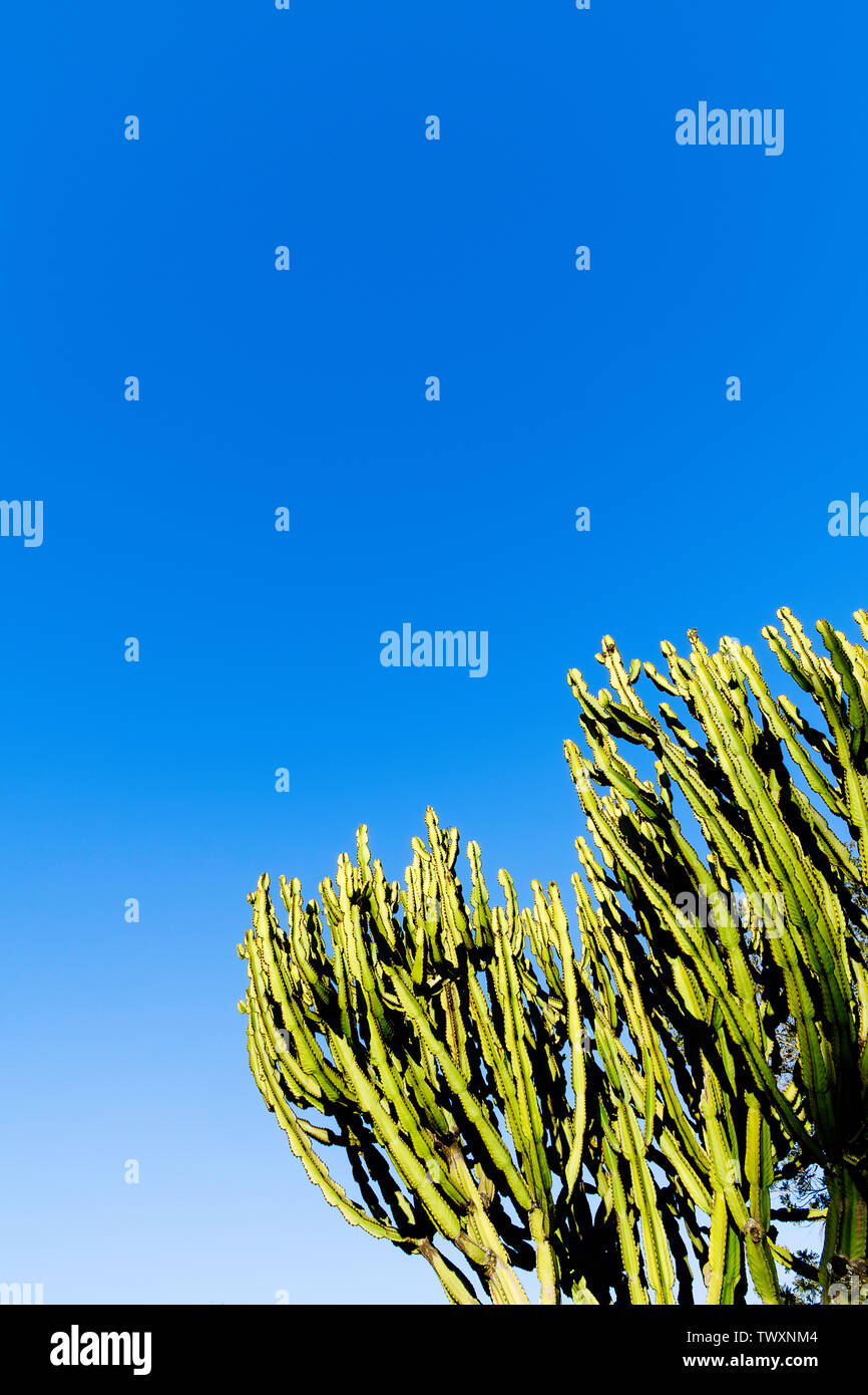 Tall cactus with a blue sky in the background Stock Photo - Alamy