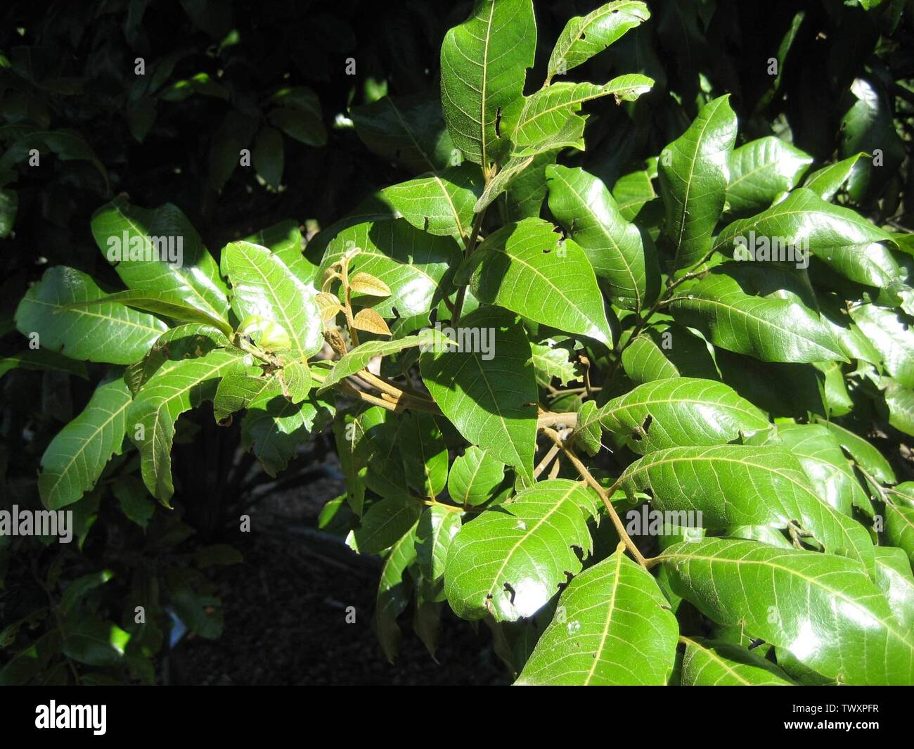 Foliage of titoki hi-res stock photography and images - Alamy