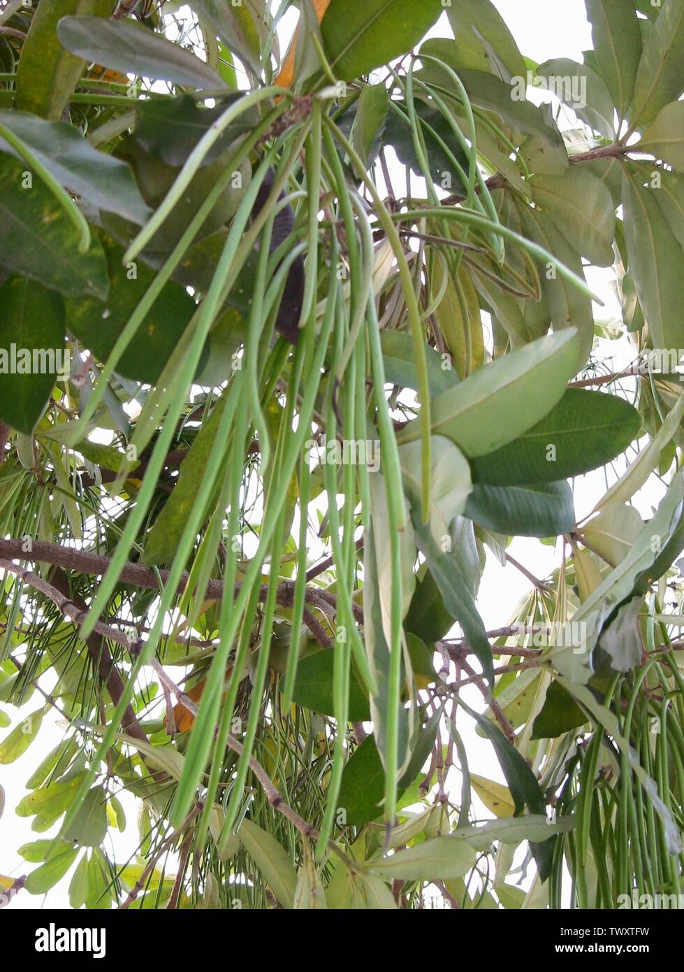 Alstonia hi-res stock photography and images - Alamy