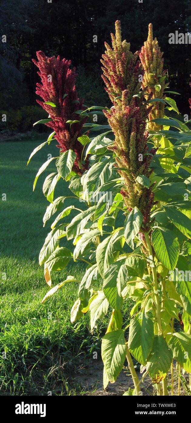 Amaranthus Sp High Resolution Stock Photography and Images - Alamy