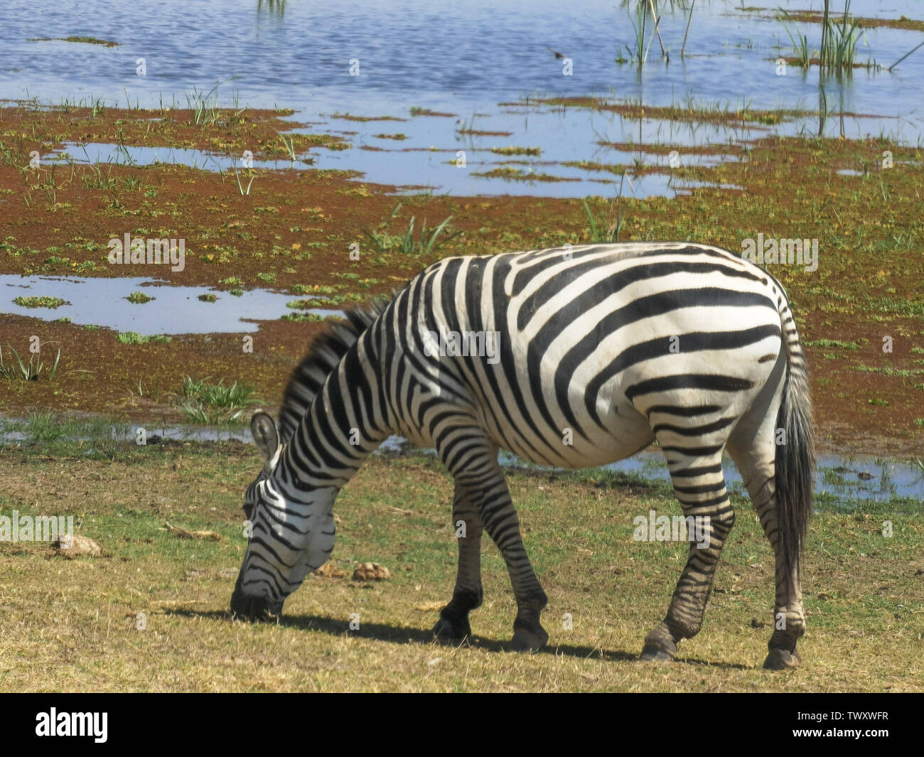 Zebra grazing beside lake amboseli hi-res stock photography and images ...