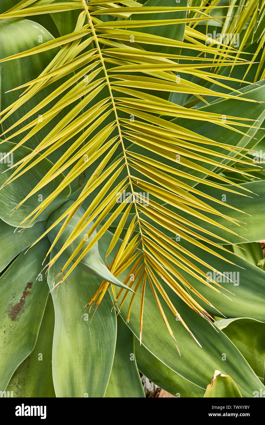 Palm front and aloe close up abstract nature photograph Stock Photo - Alamy