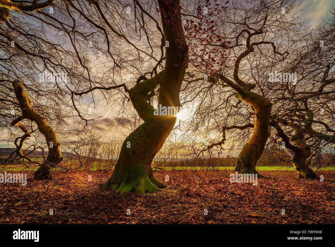 mystical trees with twisted tree branches, looks like a fairytale ...
