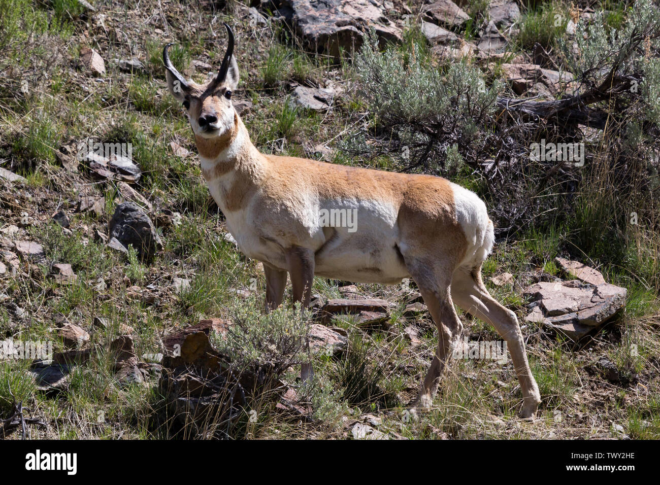 North American pronghorn (Antilocapra americana) in Yellowstone ...
